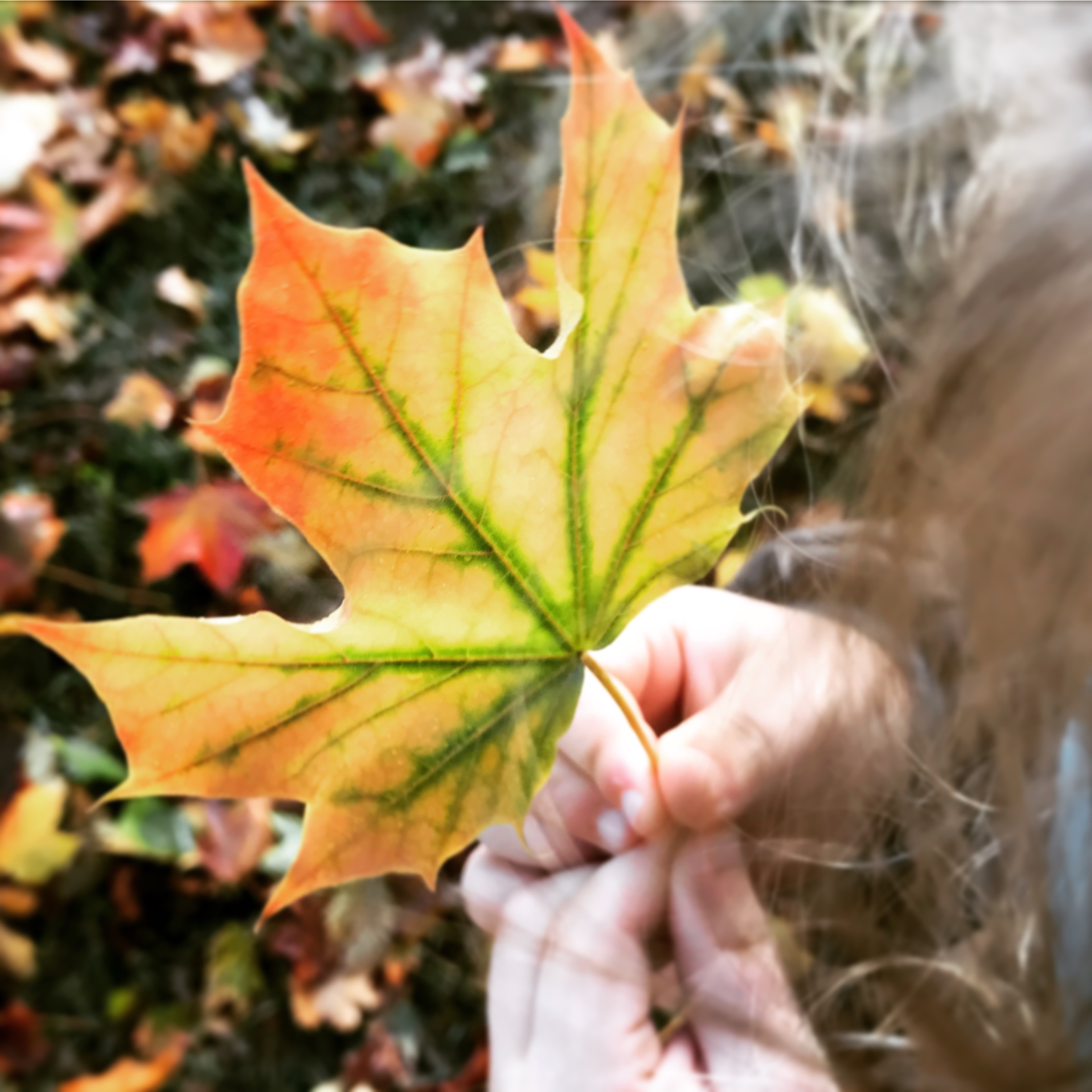 ‘What colors do you see?’ – Start Seeing CVI